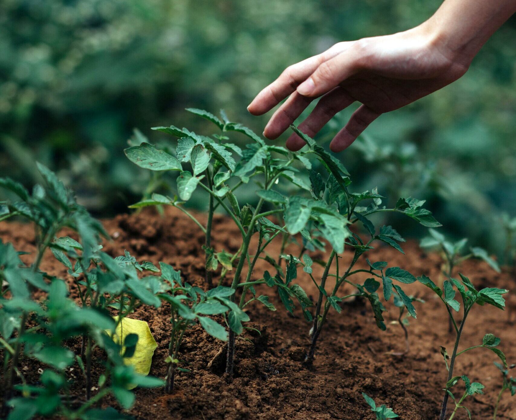 Spring vs Fall Homestead Seed Bank: When and What to Plant ...
