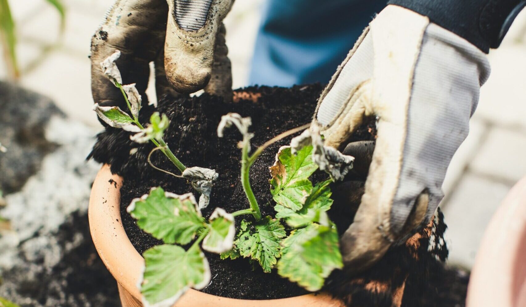 Spring vs Fall Seed Banks: Which One Should You Choose? - GardeningWithRay